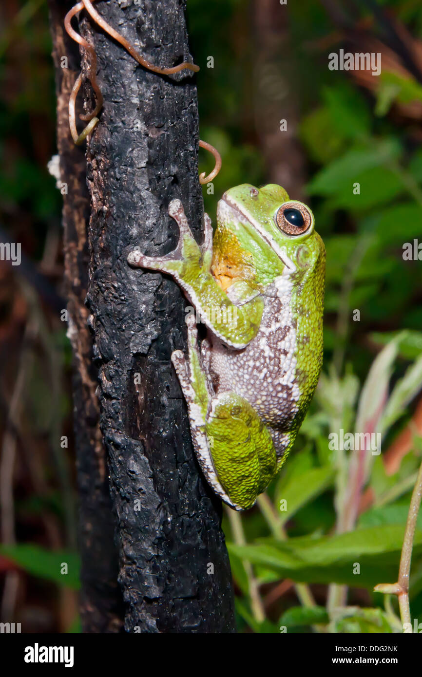 Barking tree frog hi-res stock photography and images - Alamy