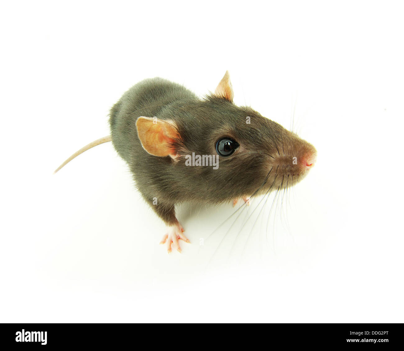 Funny rat hi-res stock photography and images - Alamy