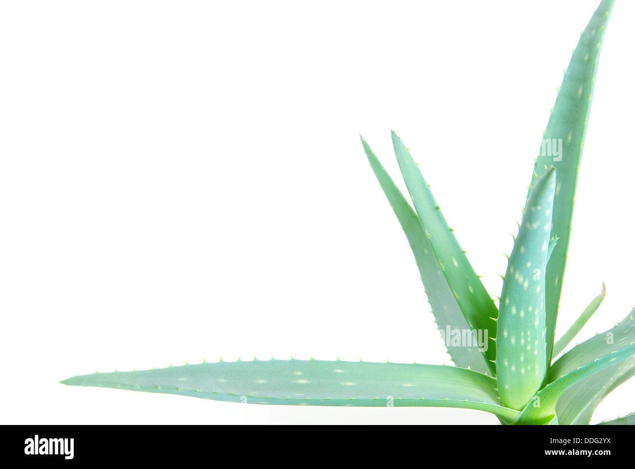 Detailed aloe plant leaves hi-res stock photography and images - Alamy