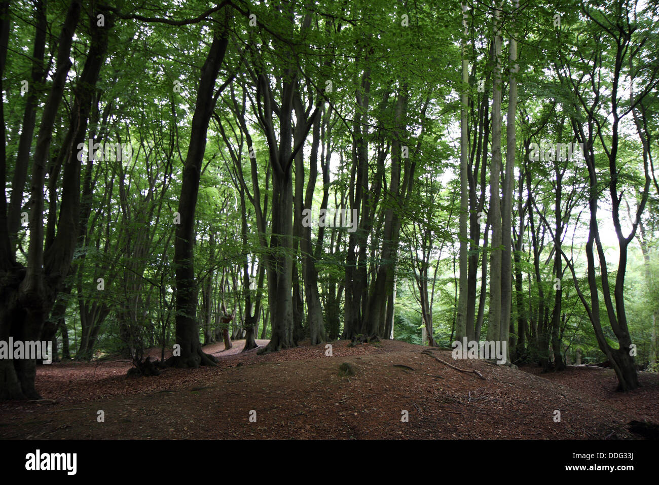 Ambresbury banks, Epping forest, Epping, Essex, UK Stock Photo - Alamy