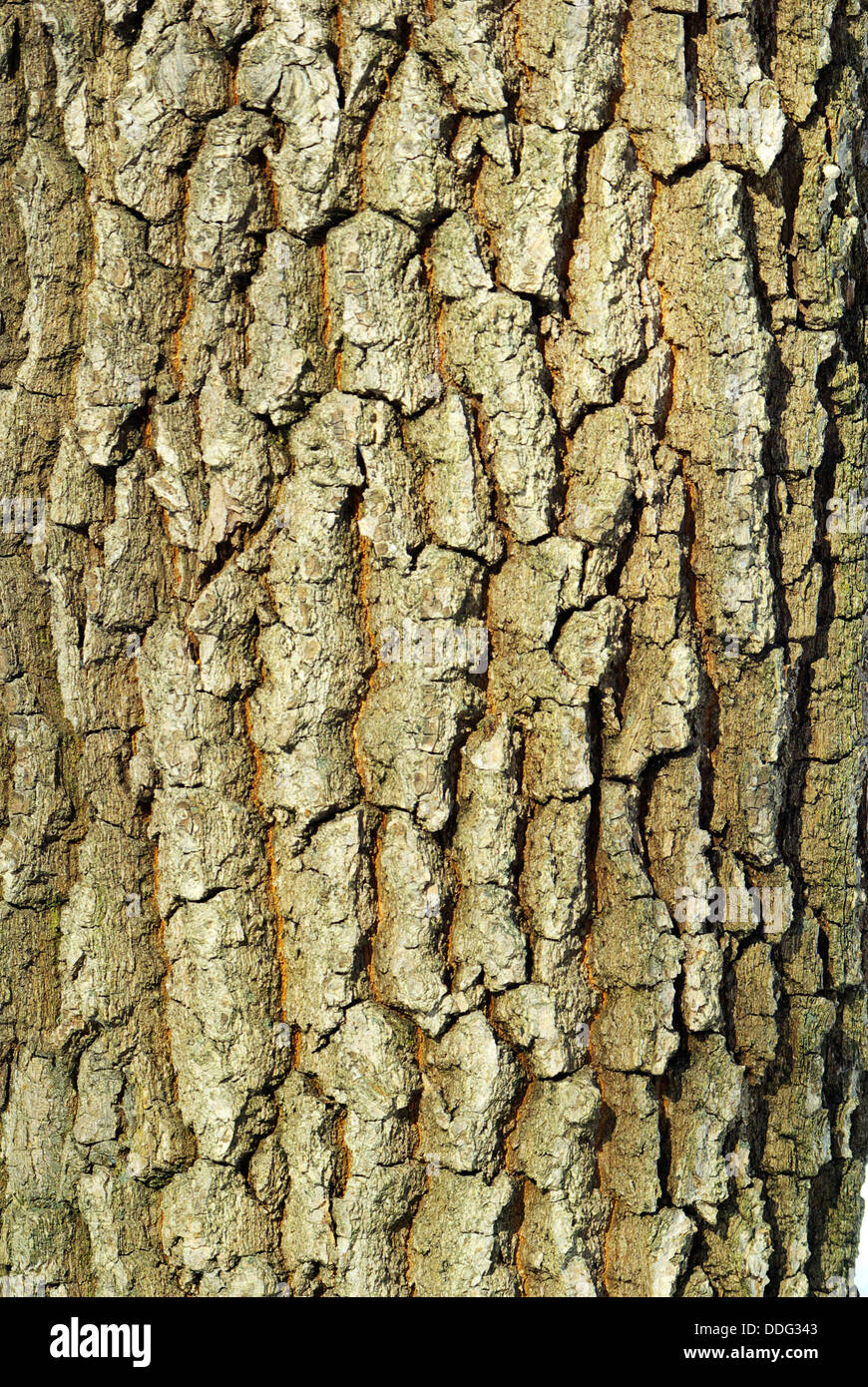 Coarse lines hi-res stock photography and images - Alamy