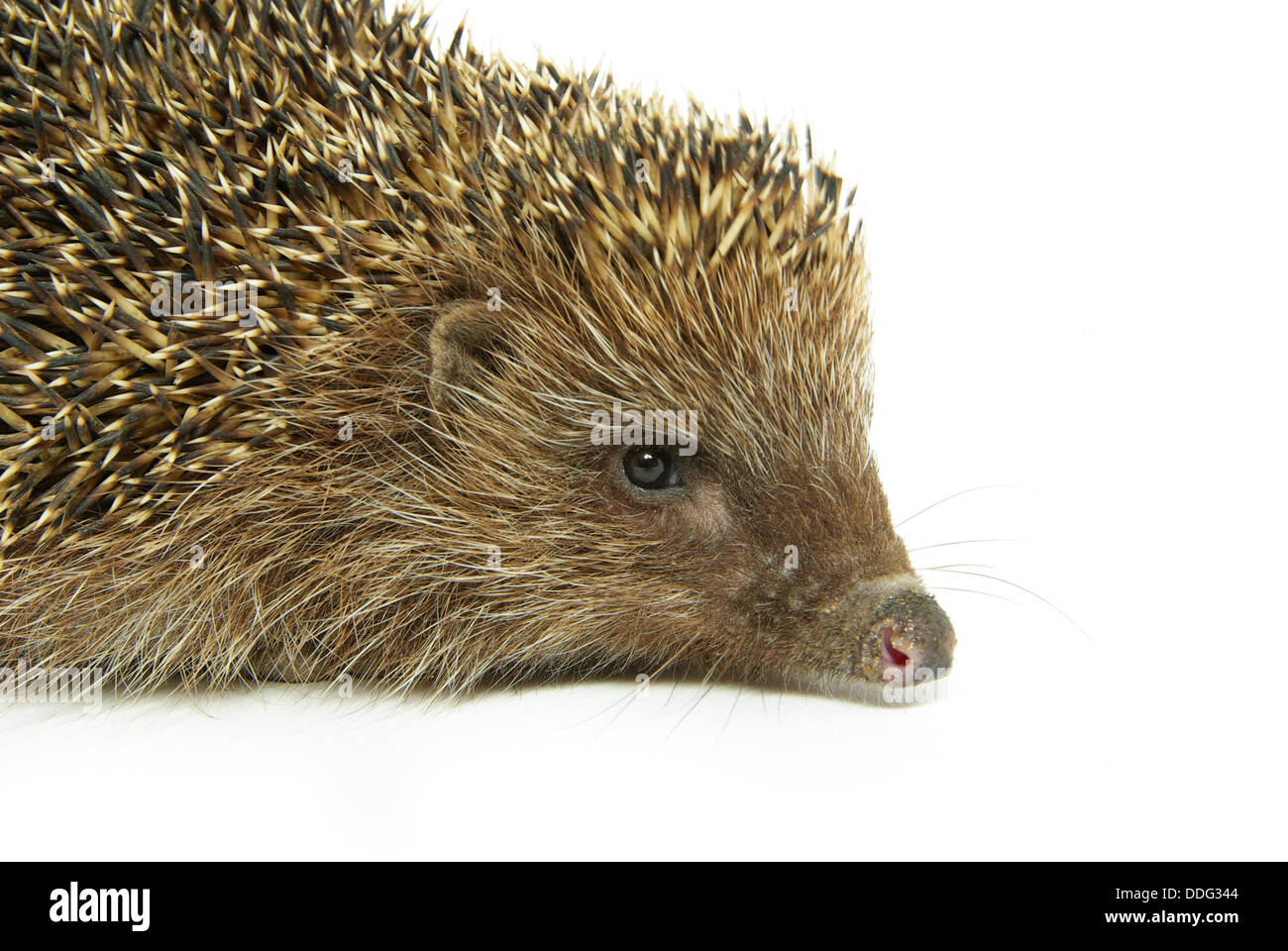 Hairy hedgehog hi-res stock photography and images - Alamy