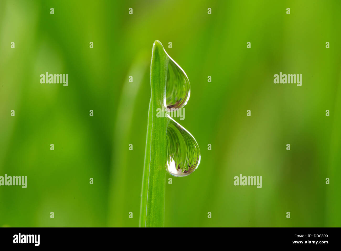 drops on grass Stock Photo - Alamy