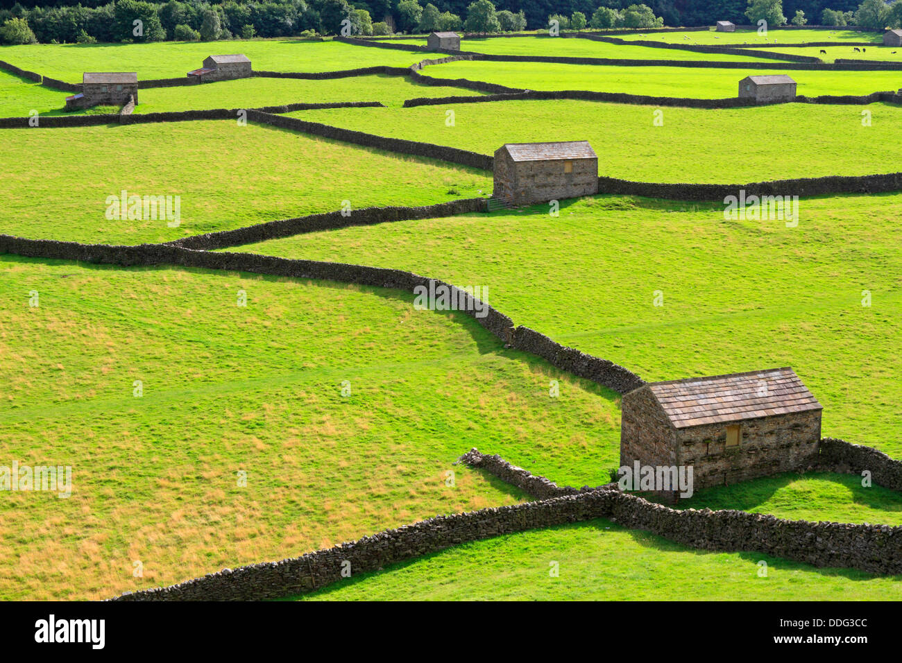 Field barns and dry stone walls in Gunnerside, Swaledale North ...