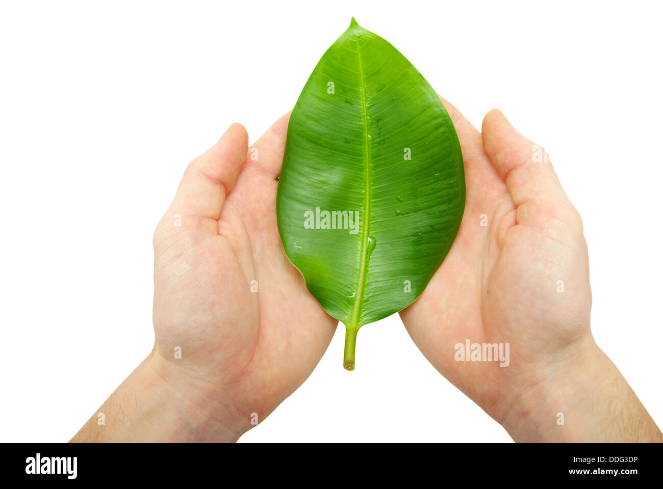 Parts of leaf hi-res stock photography and images - Alamy