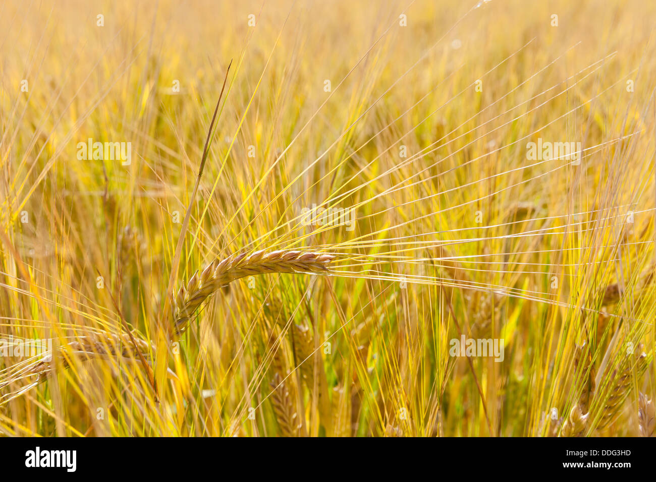 Beautiful barley crop Stock Photo - Alamy
