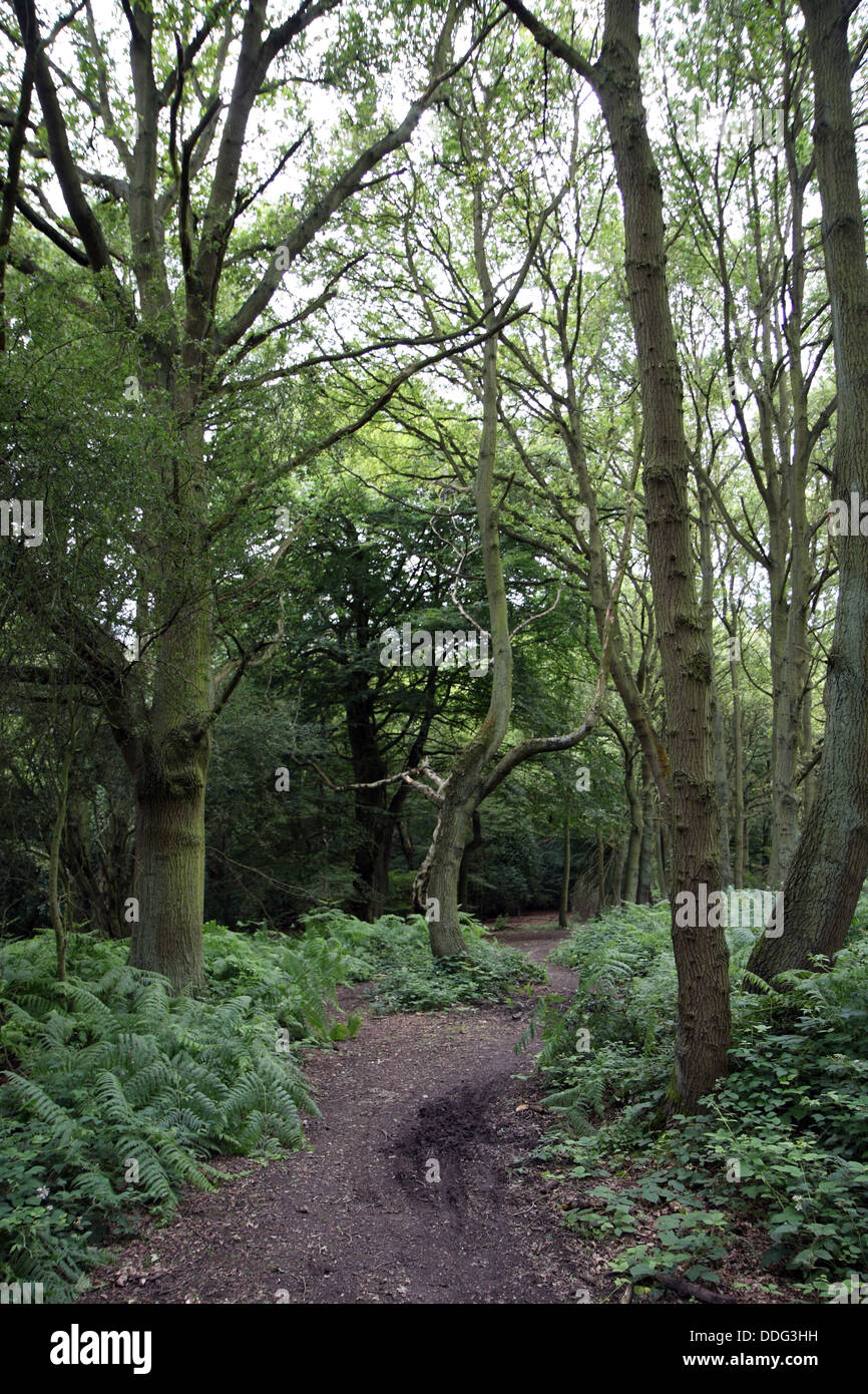 Epping forest, Epping, Essex, England, UK Stock Photo - Alamy