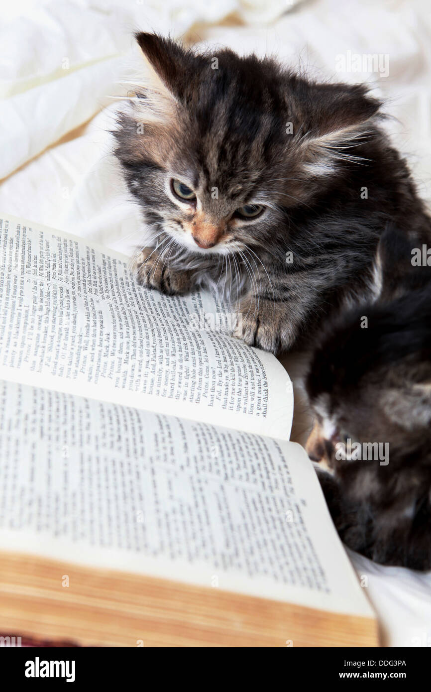 Pictures of cats and kittens hi-res stock photography and images - Alamy
