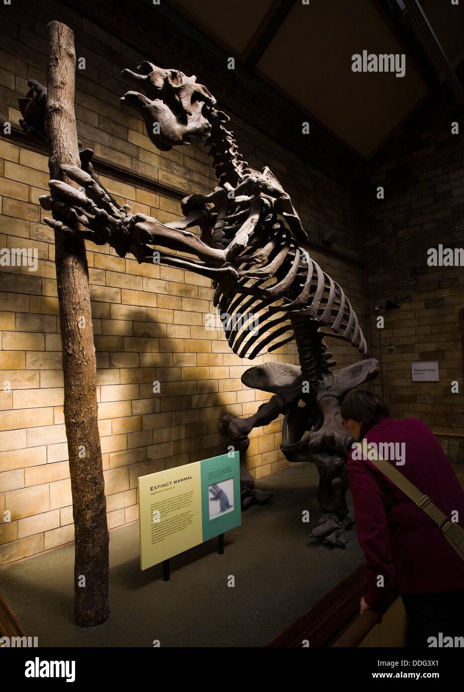 Megatherium museum hi-res stock photography and images - Alamy