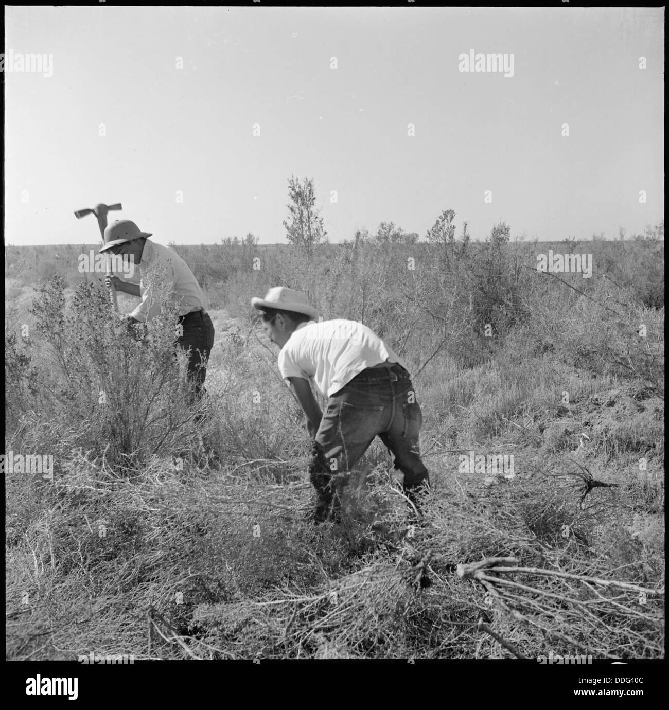 Volunteer farm workers clear land with grubbing axes at the Topaz ...