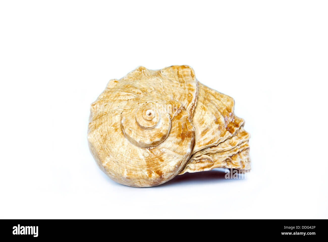 Calcium shell Cut Out Stock Images & Pictures - Alamy