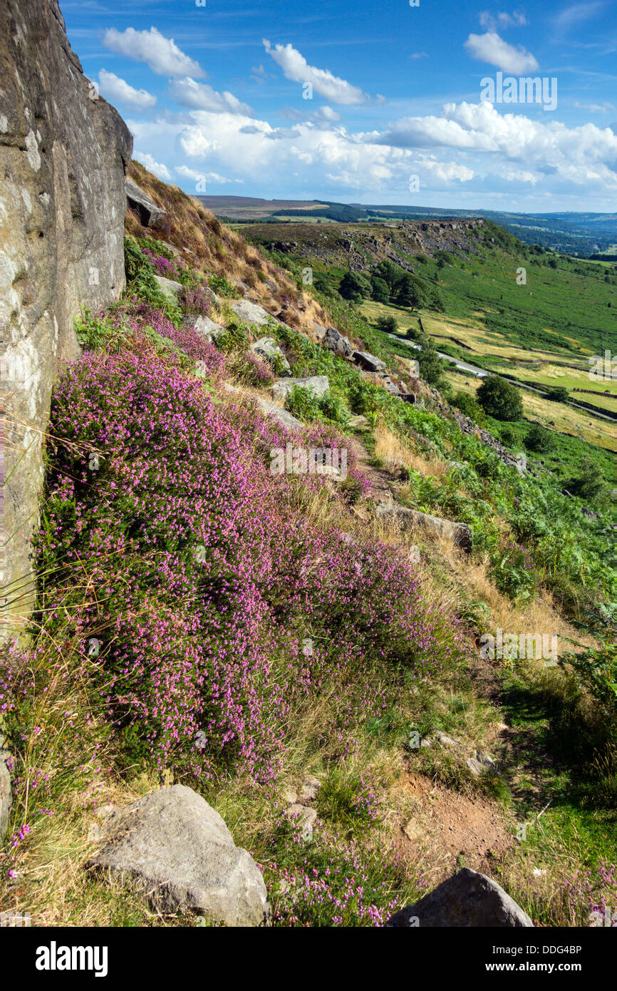 Purple heather Curbar Edge, Peak District, Derbyshire, panorama, summer ...