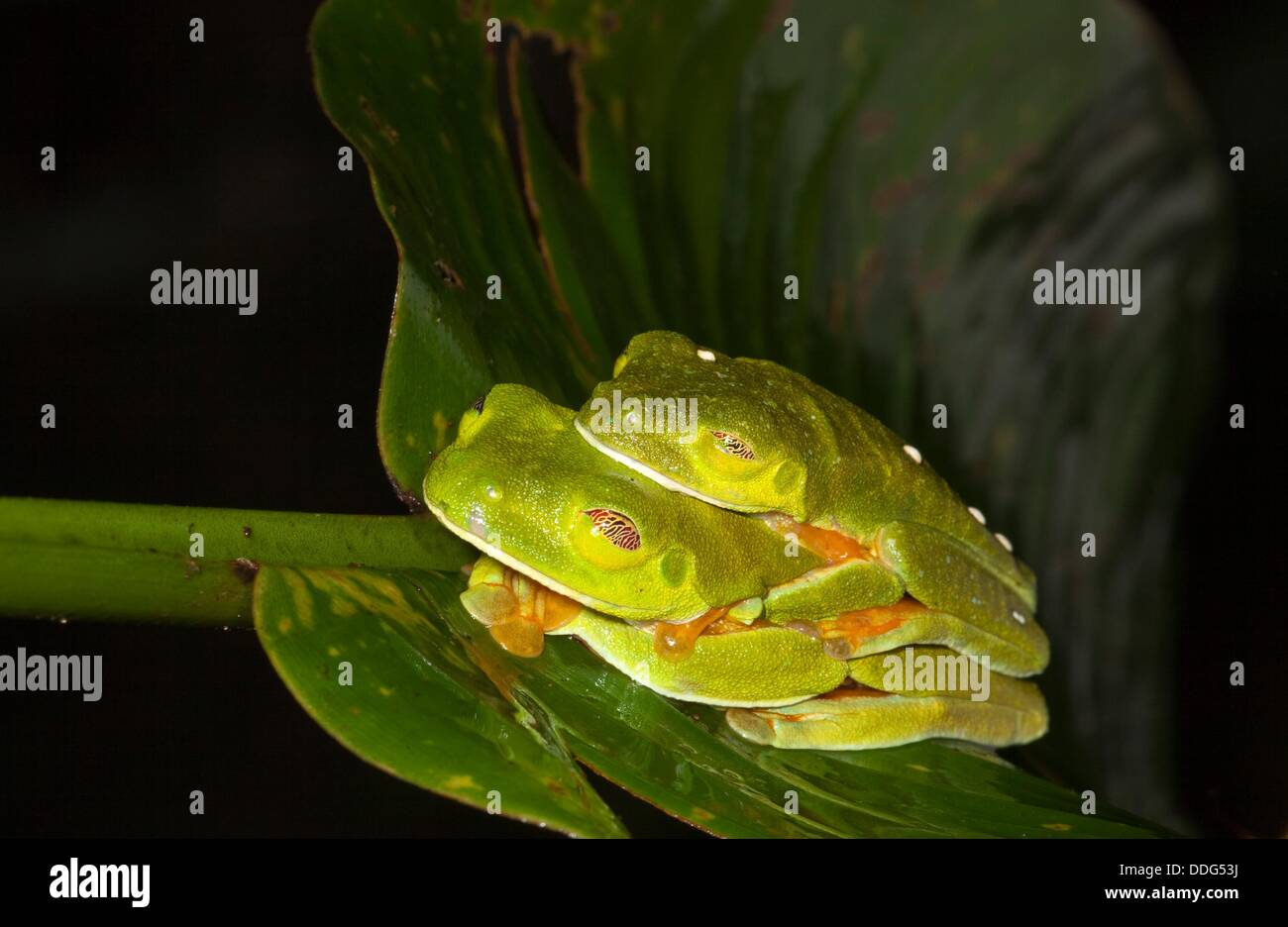 Gaudy leaf frogs agalychnis callidryas hi-res stock photography and ...