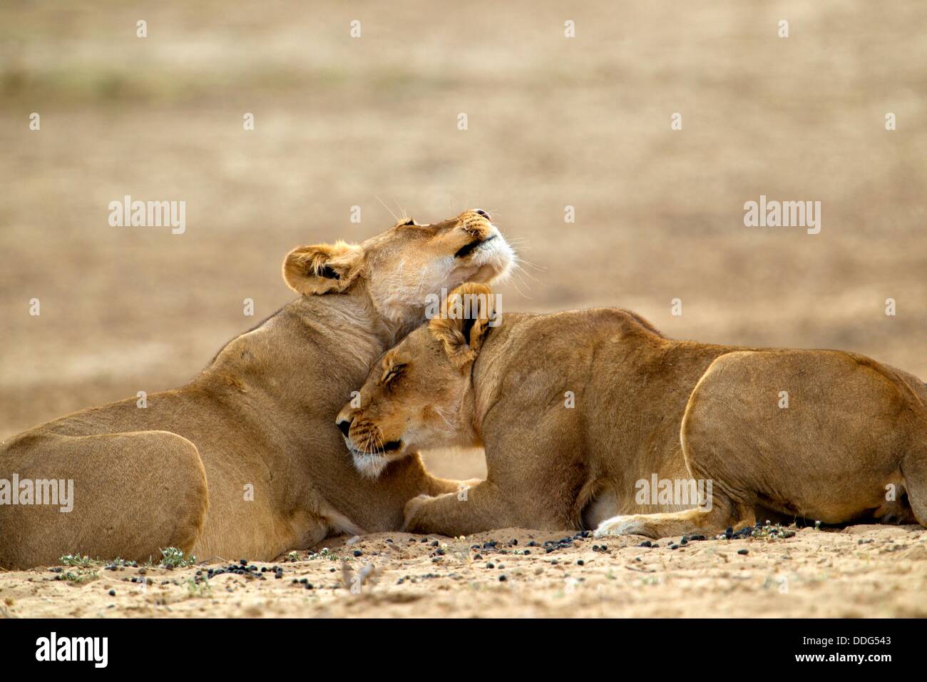 Trans females hi-res stock photography and images - Alamy