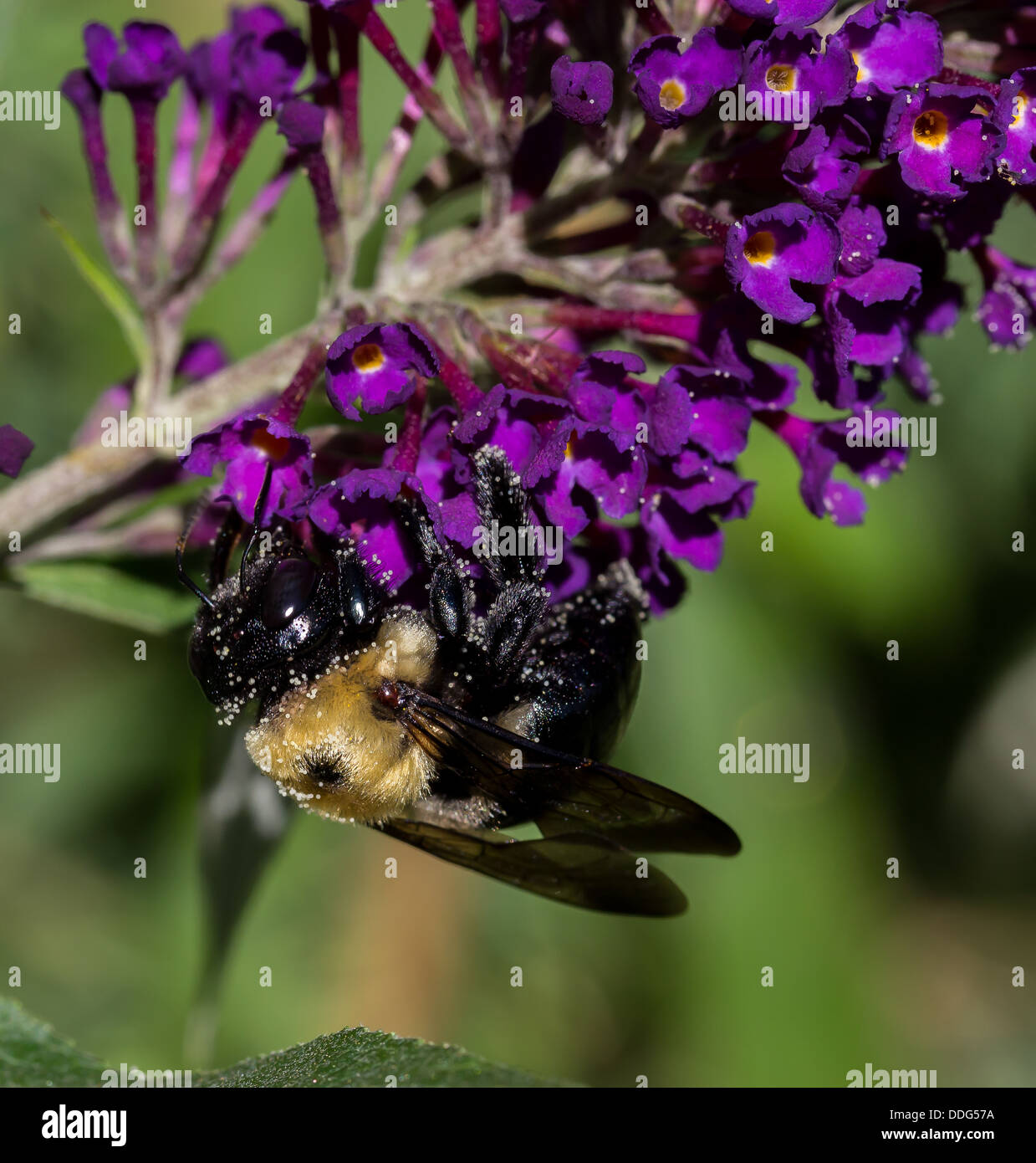 Bee on the bush hi-res stock photography and images - Alamy