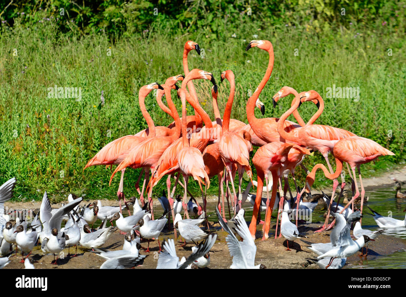 FEEDING TIME at Slimbridge Wetlands Center Gloucestershire for ...