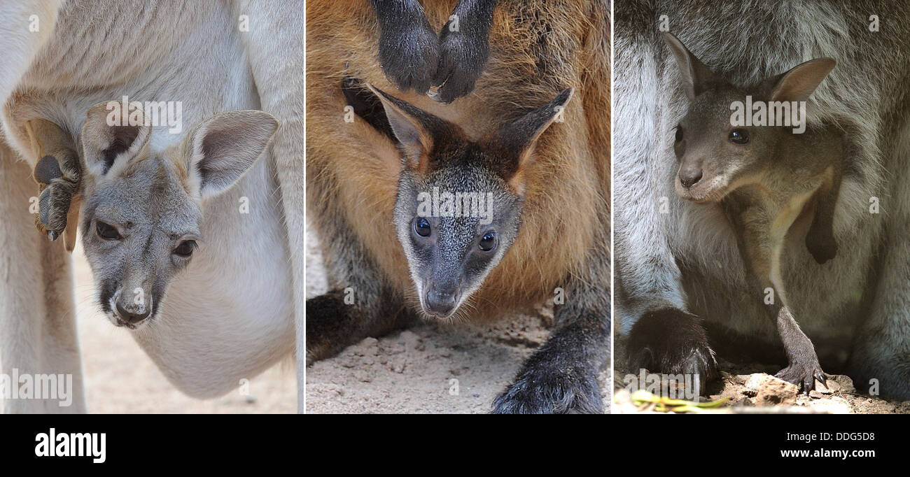 Wallaby Vs Kangaroo Babies