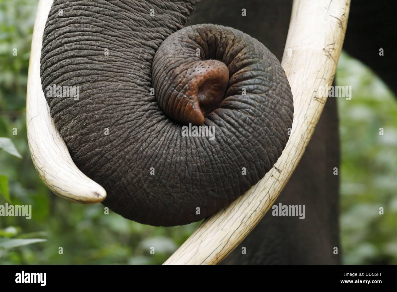 Elephant trunk india hi-res stock photography and images - Alamy