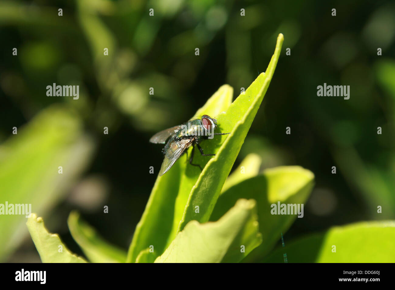 A fly standing on the leaf of an orange tree in an orchard in Cotacachi ...