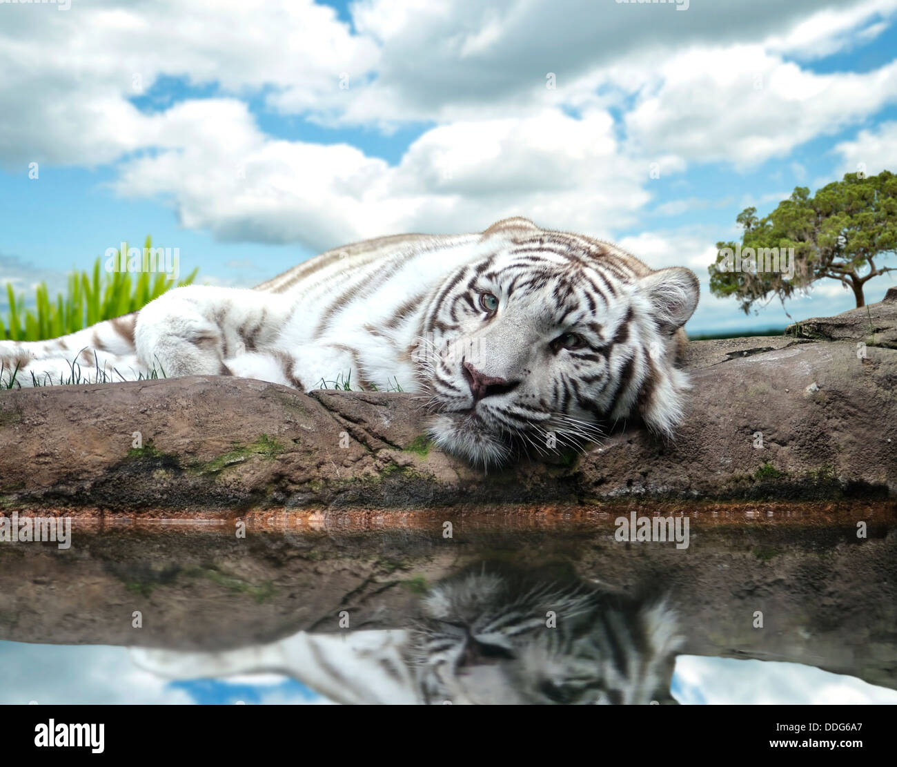 Tiger outdoor hi-res stock photography and images - Alamy