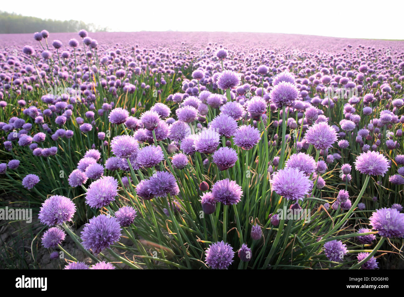 Flowering onion field area near Arsdale on Bornholm, Denmark Stock ...