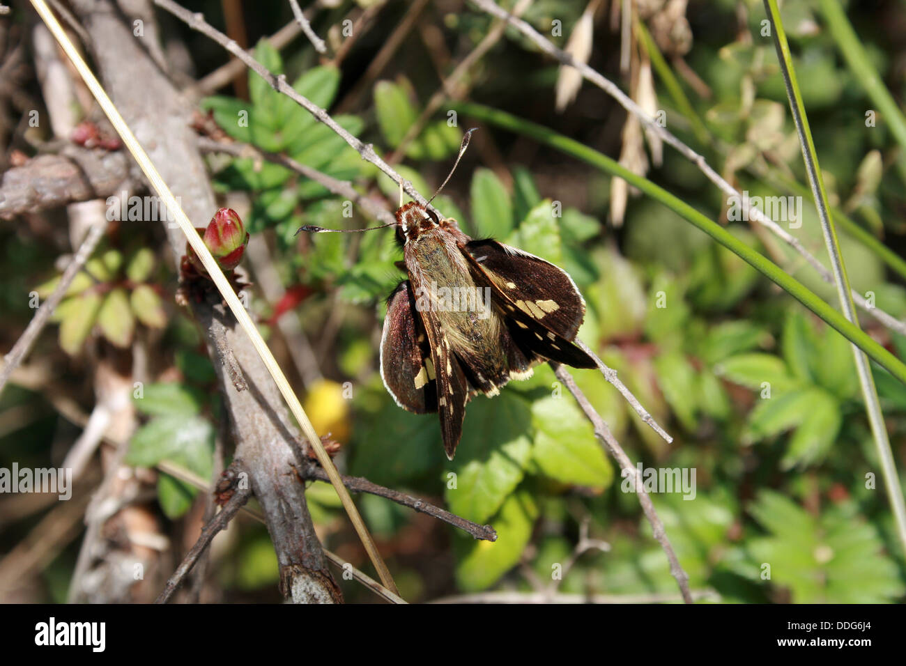 A green and brown moth standing on a twig on a bush in Cotacachi ...