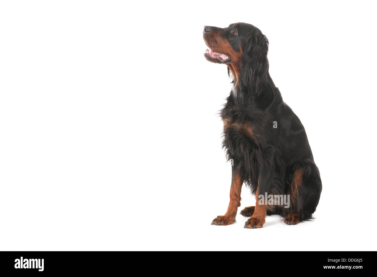Black setter hi-res stock photography and images - Alamy