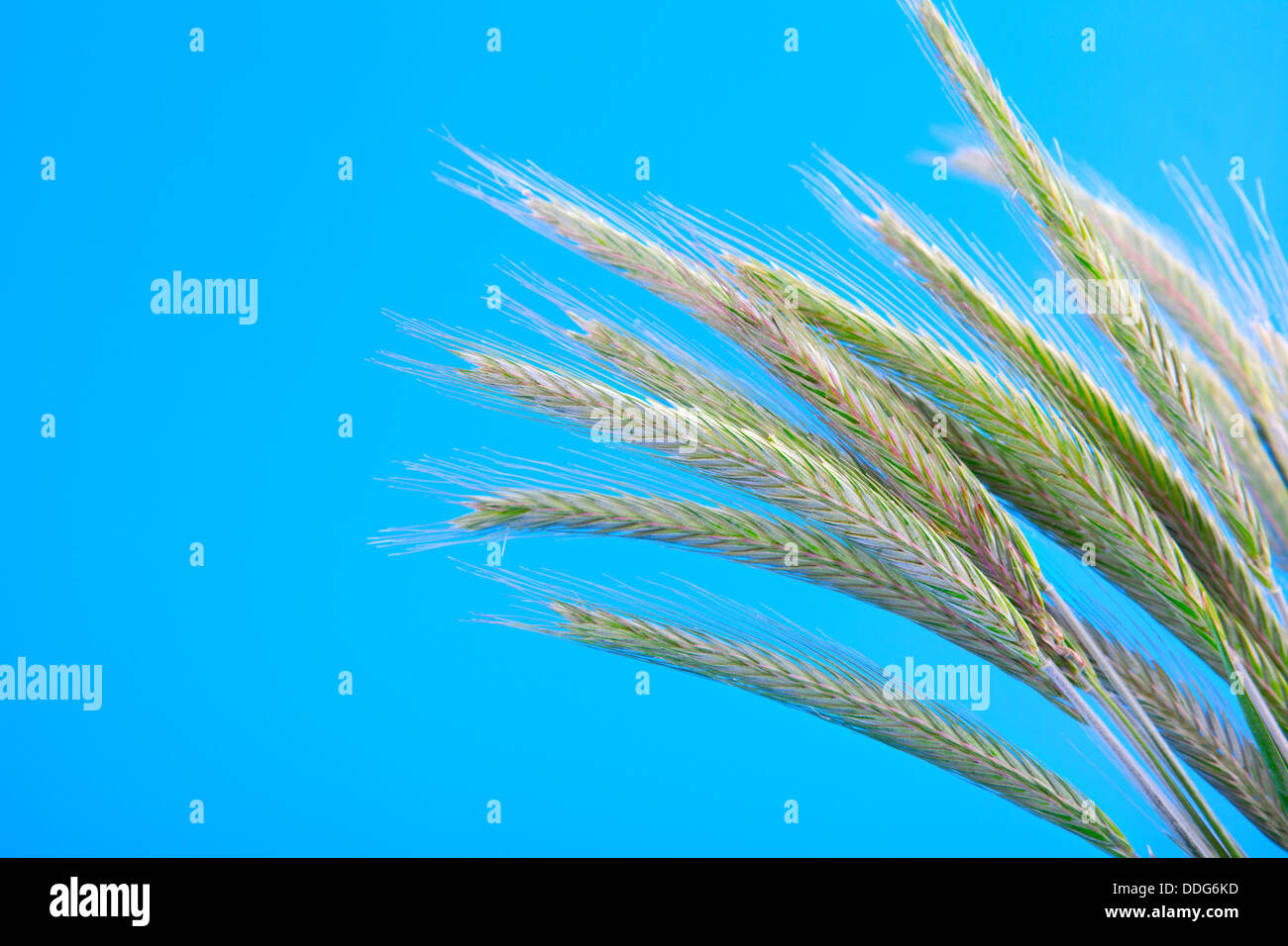 Green rye spikes (Secale cereale), on blue background Stock Photo - Alamy