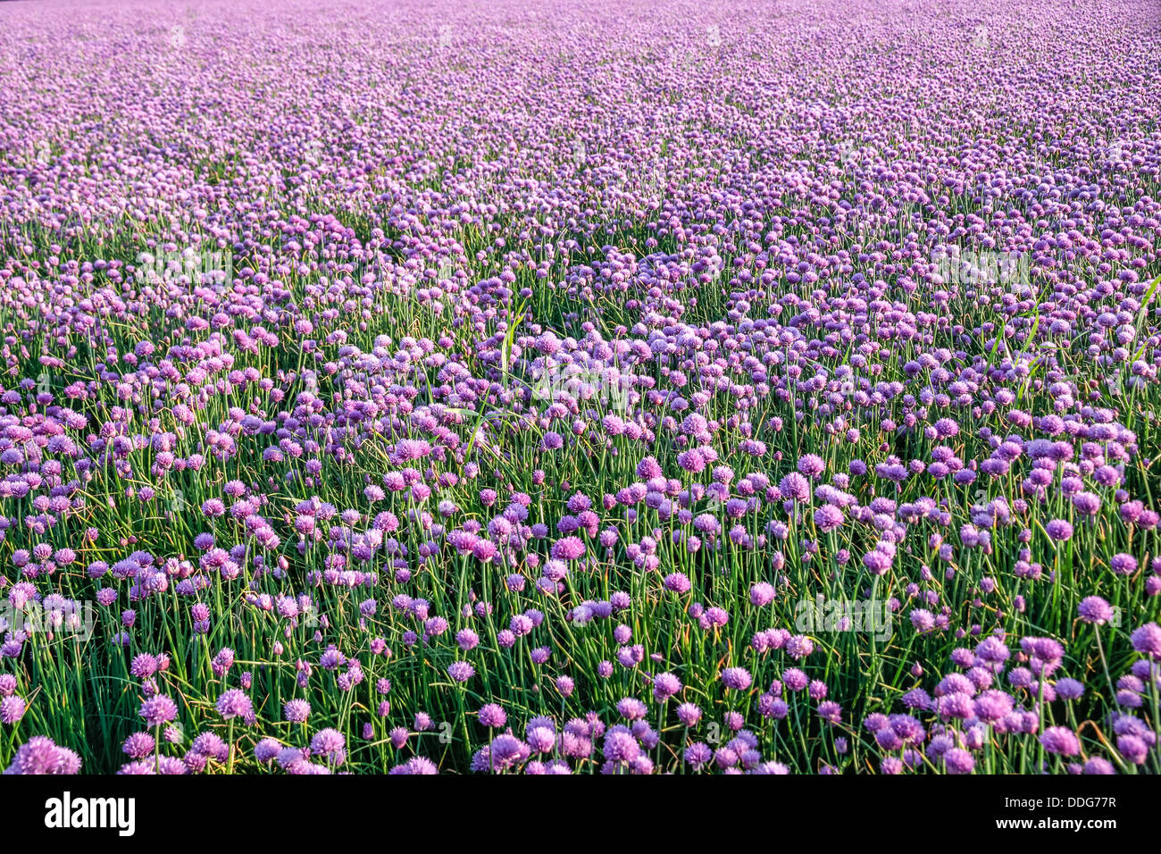 Flowering onion field on Bornholm, Denmark Stock Photo - Alamy