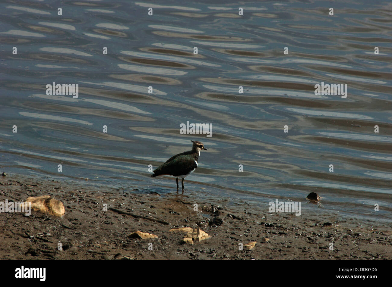 Lapwing peewit bird hi-res stock photography and images - Alamy