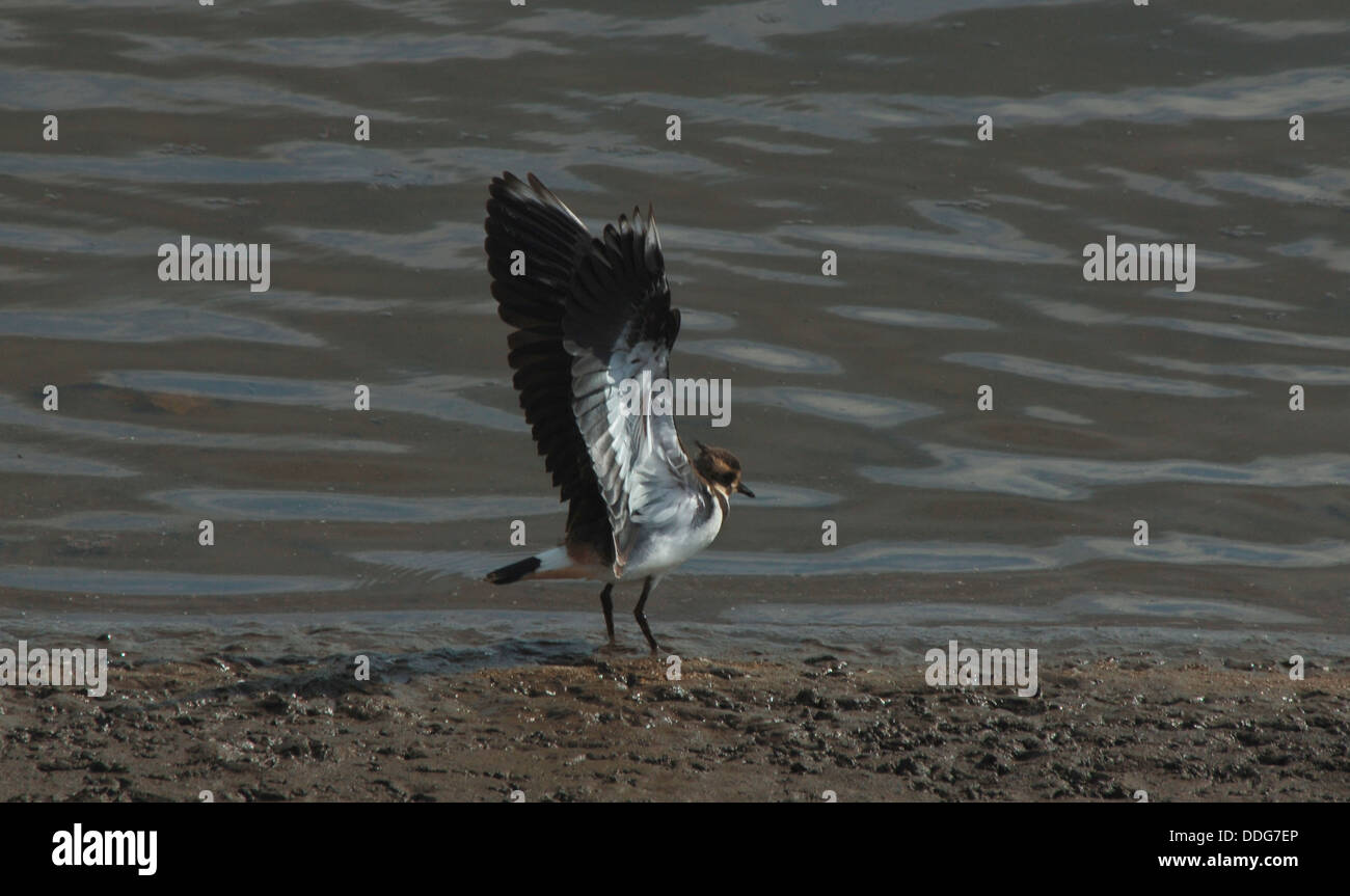 Lapwing peewit bird hi-res stock photography and images - Alamy