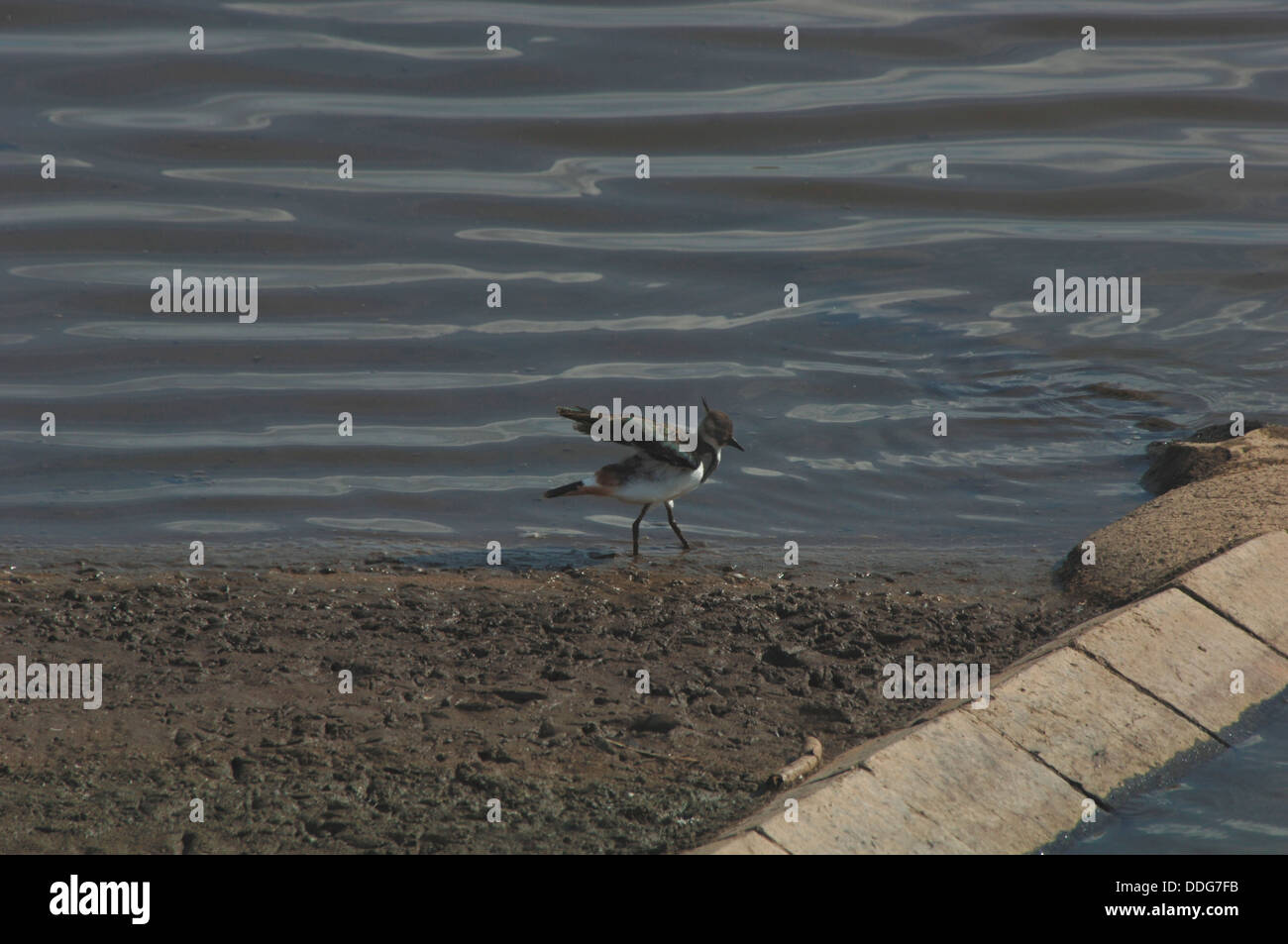 Peewit bird hi-res stock photography and images - Alamy