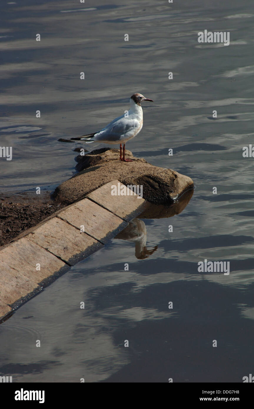 Black- Headed Gull (Larus ridibundus Stock Photo - Alamy