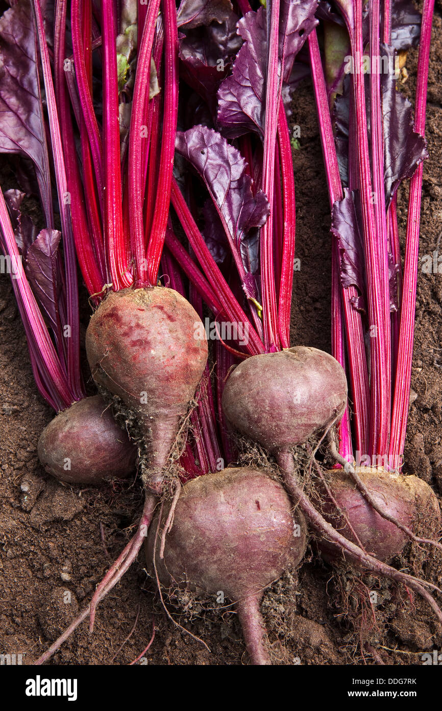 A group of beetroot freshly dug from the soil Stock Photo - Alamy