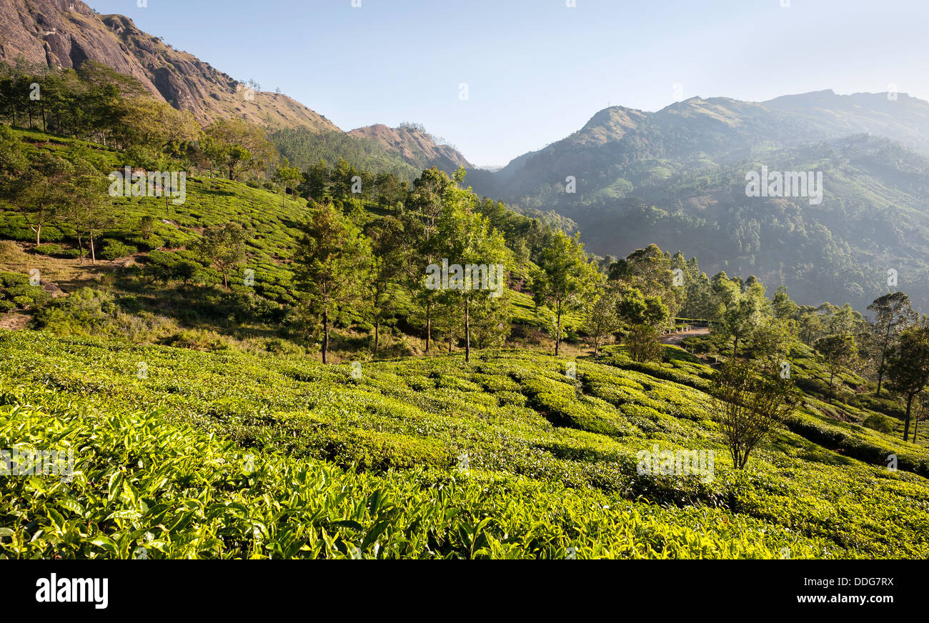 Tea plantation in the Kannan Devan Hills, Munnar, Kerala, India Stock ...