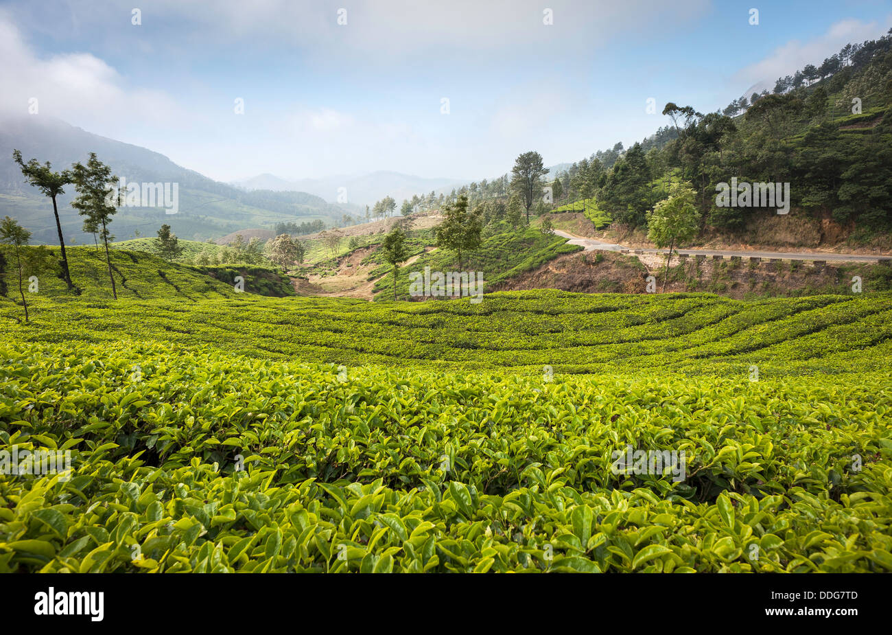 Tea plantation in the Kannan Devan Hills, Munnar, Kerala, India Stock ...