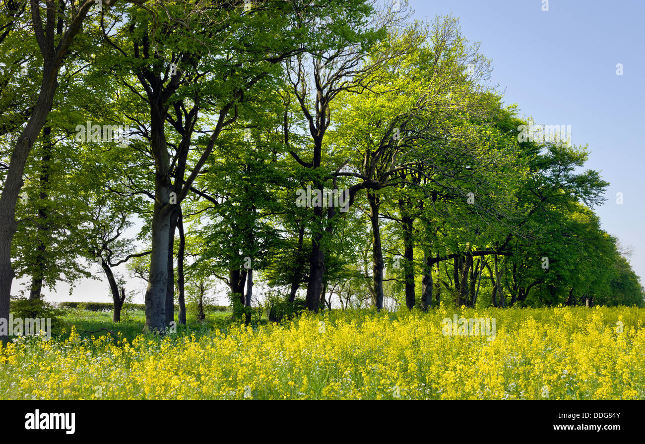 Oil seed rape field, spring season, trees, Beverley, Yorkshire, UK ...