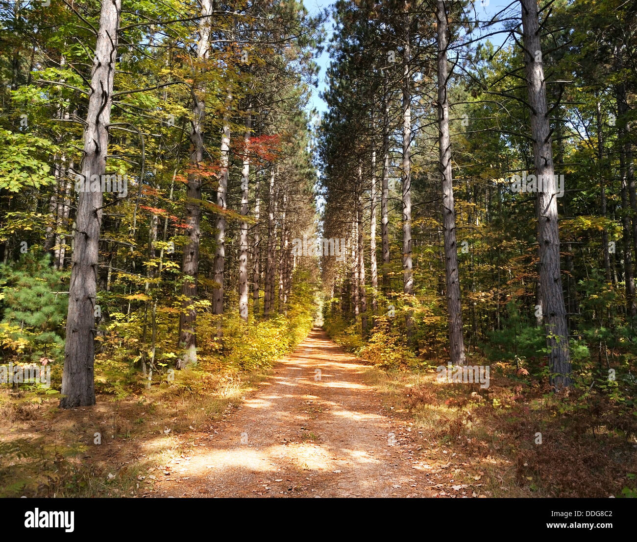 Path Through Pine Trees Stock Photo - Alamy