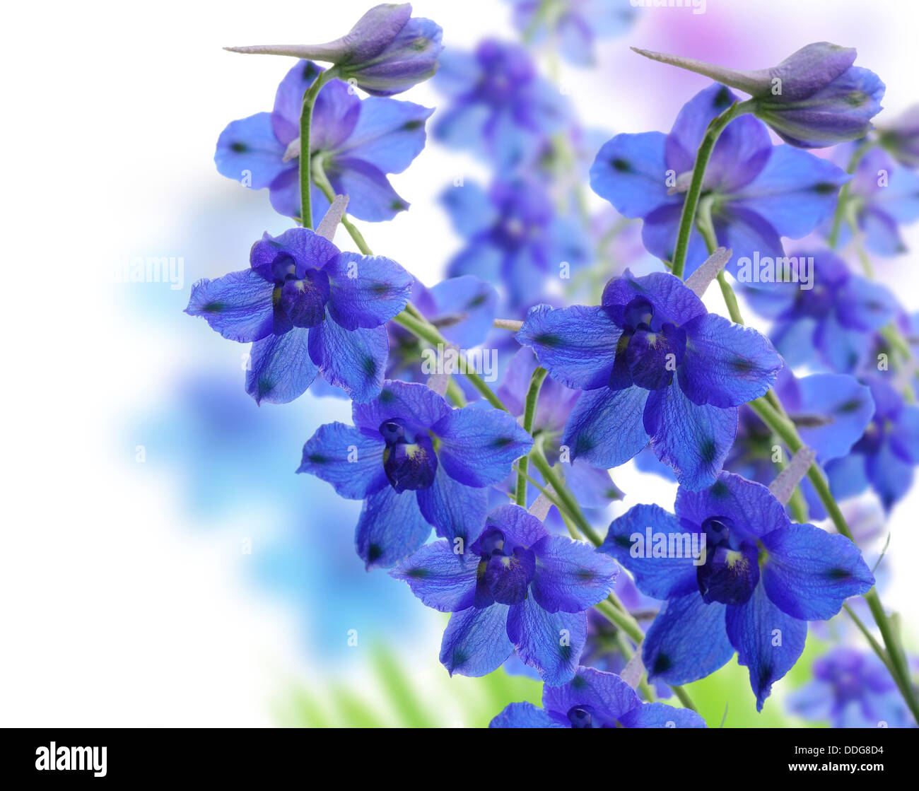 Closeup white delphinium flower hi-res stock photography and images - Alamy
