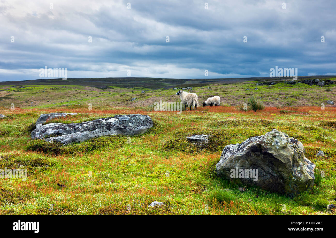 North York Moors in spring, Goathland, Yorkshire, UK Stock Photo - Alamy