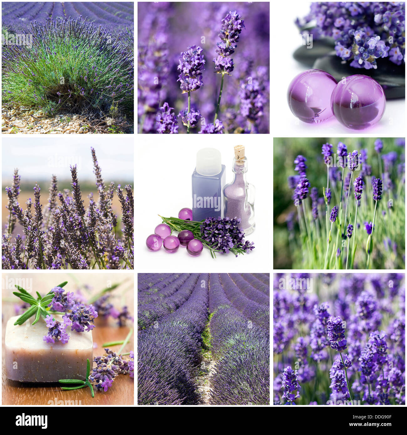 Lavender collage with nine photos Stock Photo - Alamy
