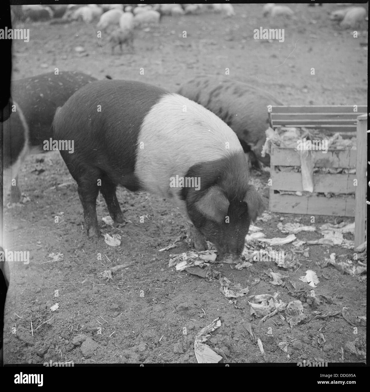Eating garbage Black and White Stock Photos & Images - Alamy