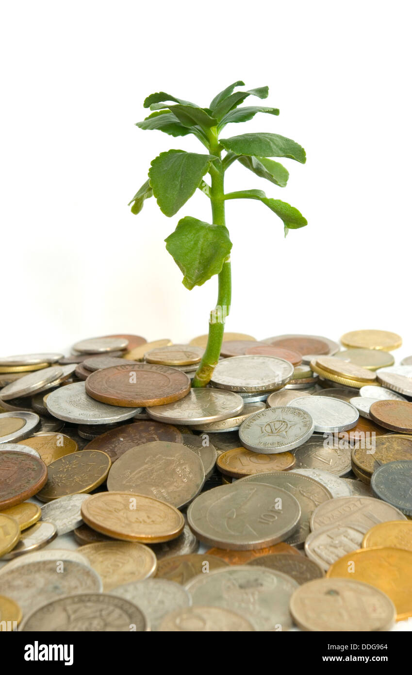 Coins and plant Stock Photo - Alamy