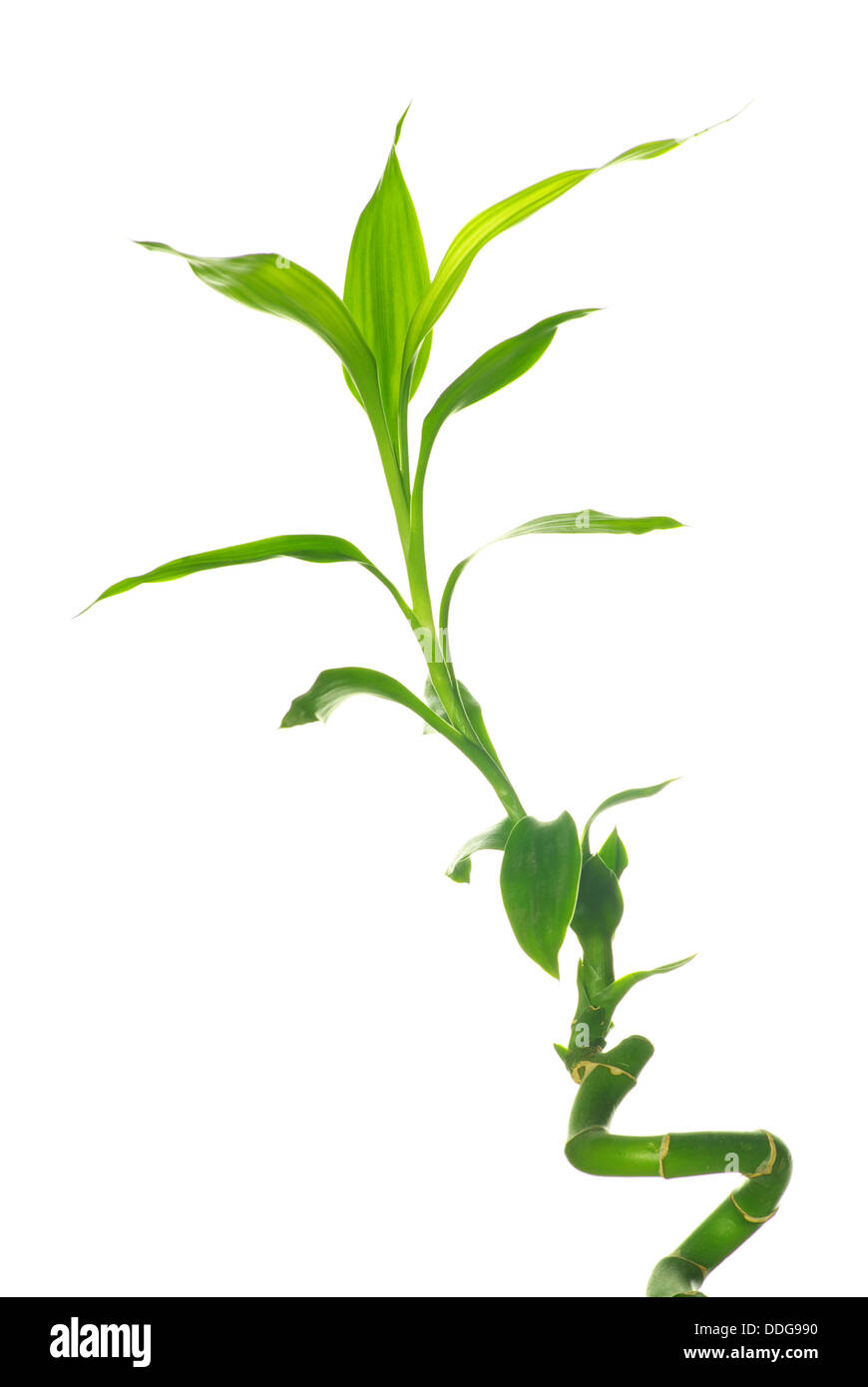 How to use bamboo Cut Out Stock Images & Pictures - Alamy