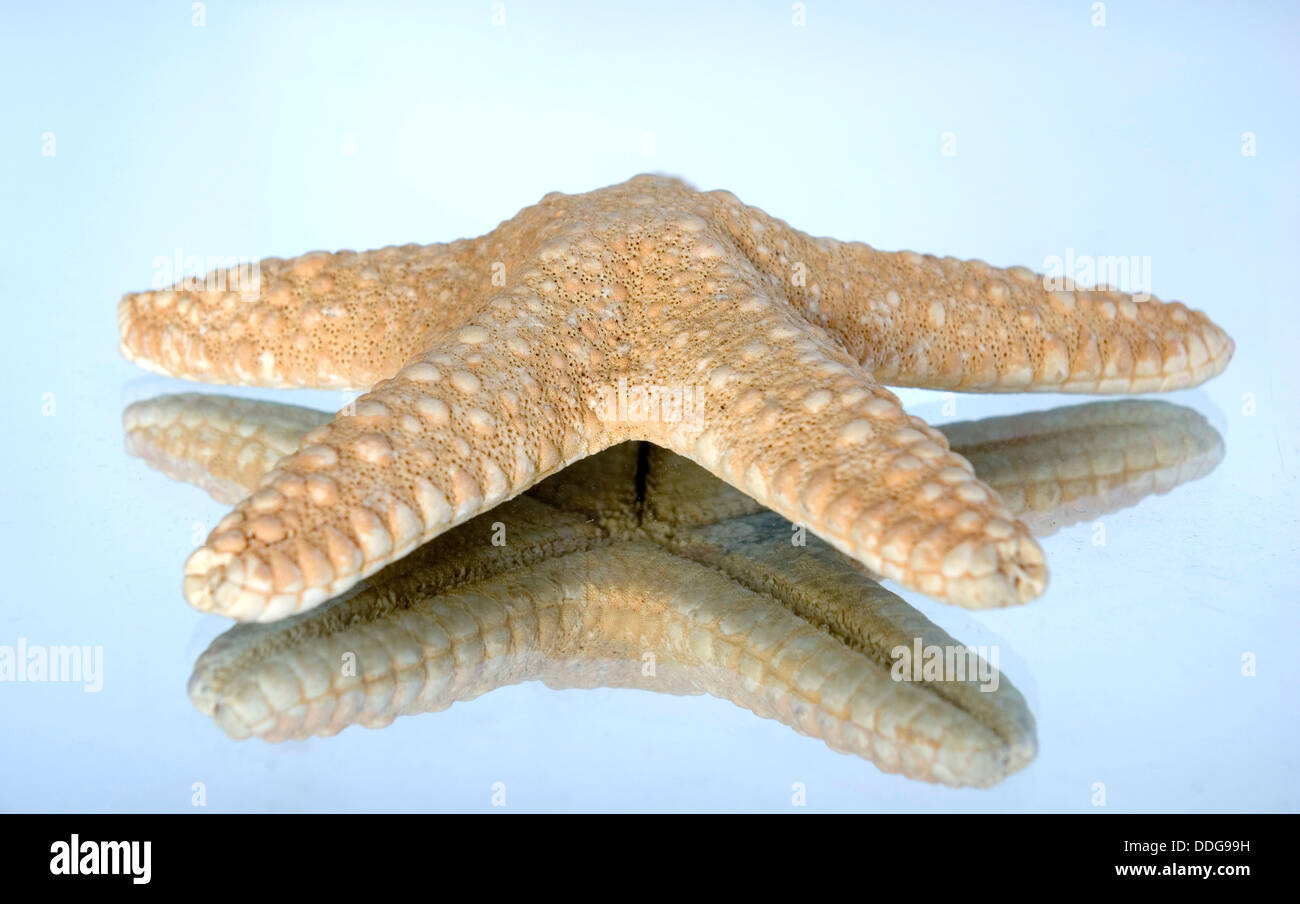 Prehistoric crustacean hi-res stock photography and images - Alamy
