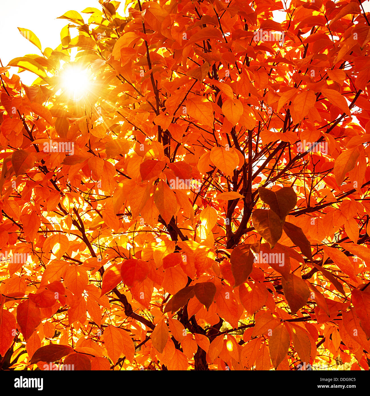 Natural autumnal background, red dry tree foliage, beautiful trees in ...