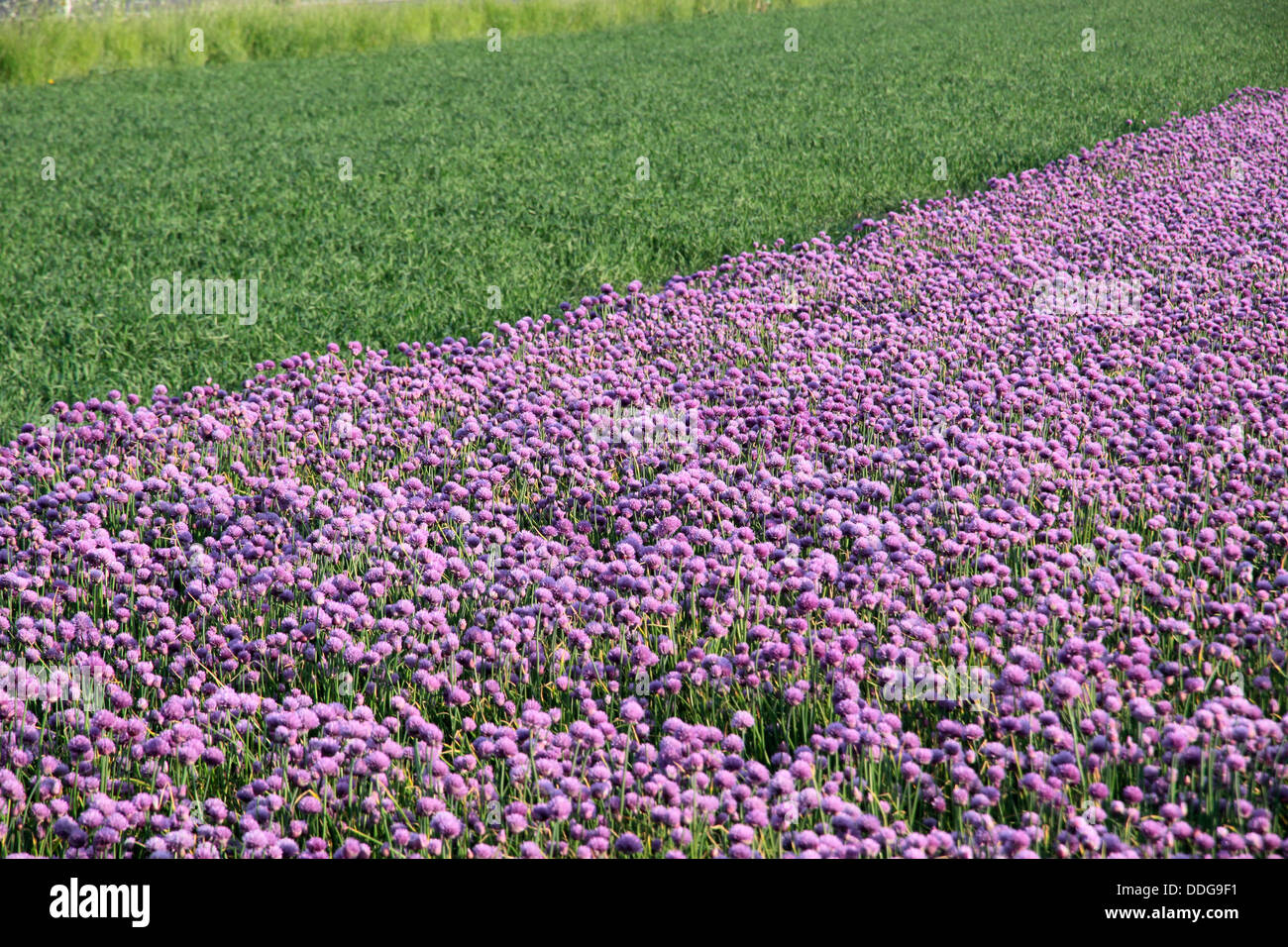 Onion on field hi-res stock photography and images - Alamy
