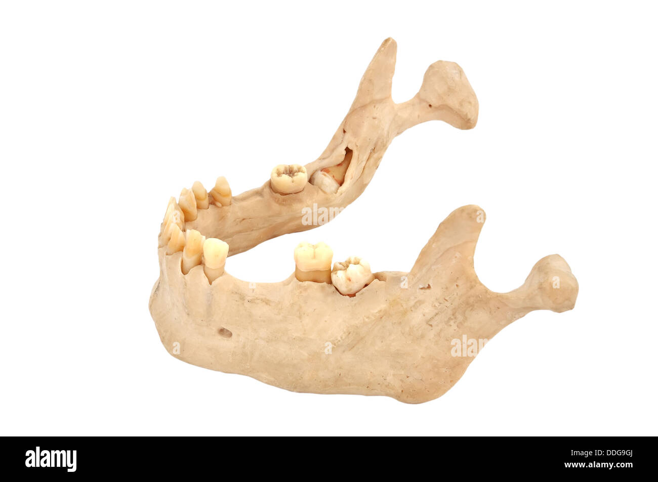 Lower jaw Cut Out Stock Images & Pictures - Alamy