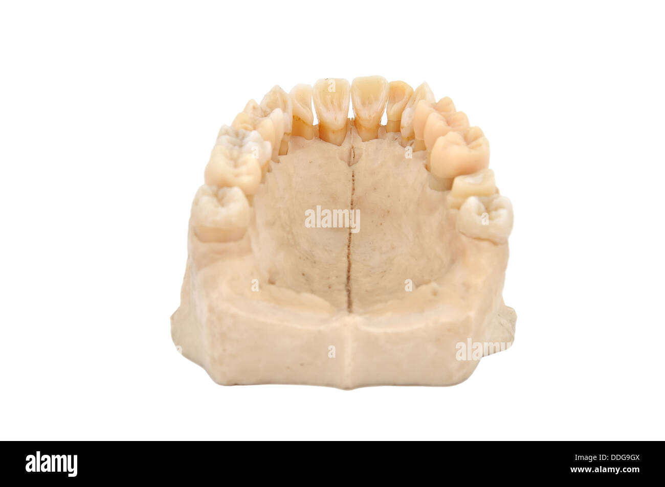 Upper jaw bone hi-res stock photography and images - Alamy