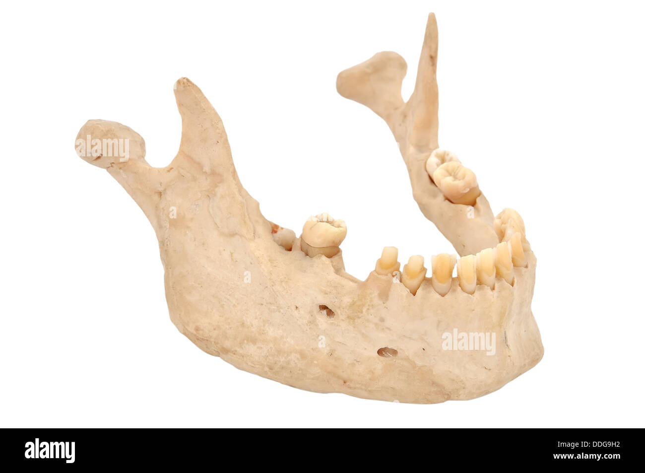 Upper Jaw Bone Stock Photos & Upper Jaw Bone Stock Images - Alamy
